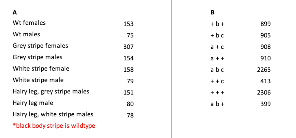 Solved Data set A summarizes F2 numbers from an F1 cross | Chegg.com