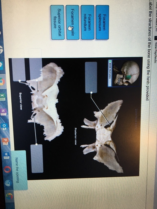 Solved abel the structures of the bone using the hints | Chegg.com