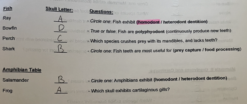 Solved Amphibian Table Salamander Frog AB A - Circle one: | Chegg.com