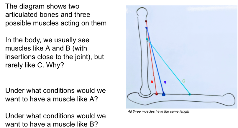 Solved The diagram shows two articulated bones and three | Chegg.com