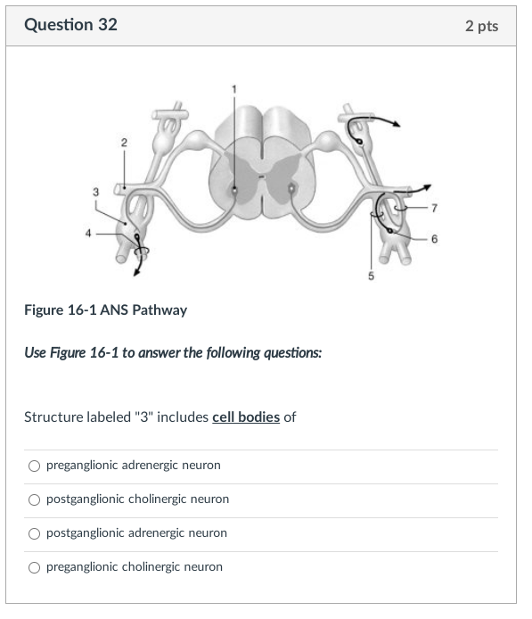 Solved Question 32 2 pts Figure 16-1 ANS Pathway Use Figure | Chegg.com