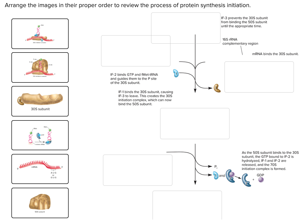 Solved Arrange the images in their proper order to review | Chegg.com