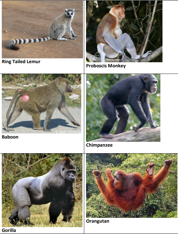 Solved using these primates can you make a dichotomous Key | Chegg.com