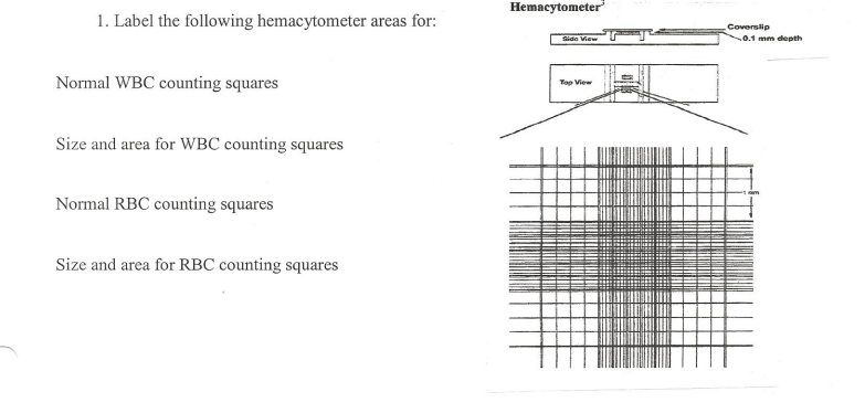 Solved 1. Label the following hemacytometer areas for: | Chegg.com