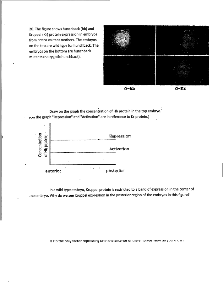 Solved 20. The figure shows hunchback (hb) and Kruppel (Kr) | Chegg.com