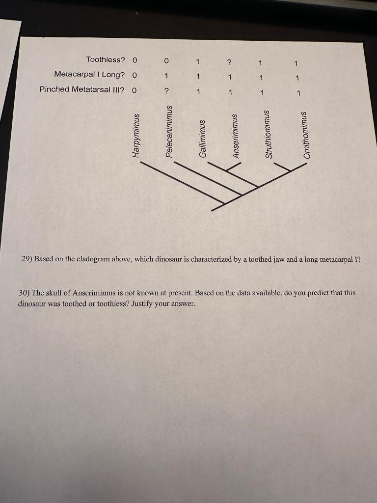 Solved 29) Based on the cladogram above, which dinosaur is | Chegg.com