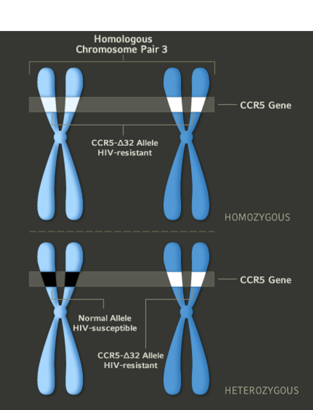 Solved Homologous Chromosome Pair 3 CCR5 Gene CCR5-A32 | Chegg.com