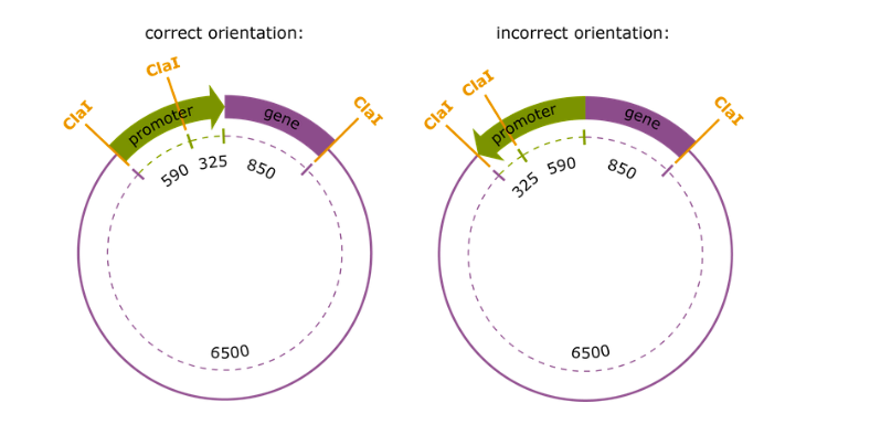 Solved You insert a DNA fragment carrying a specific | Chegg.com
