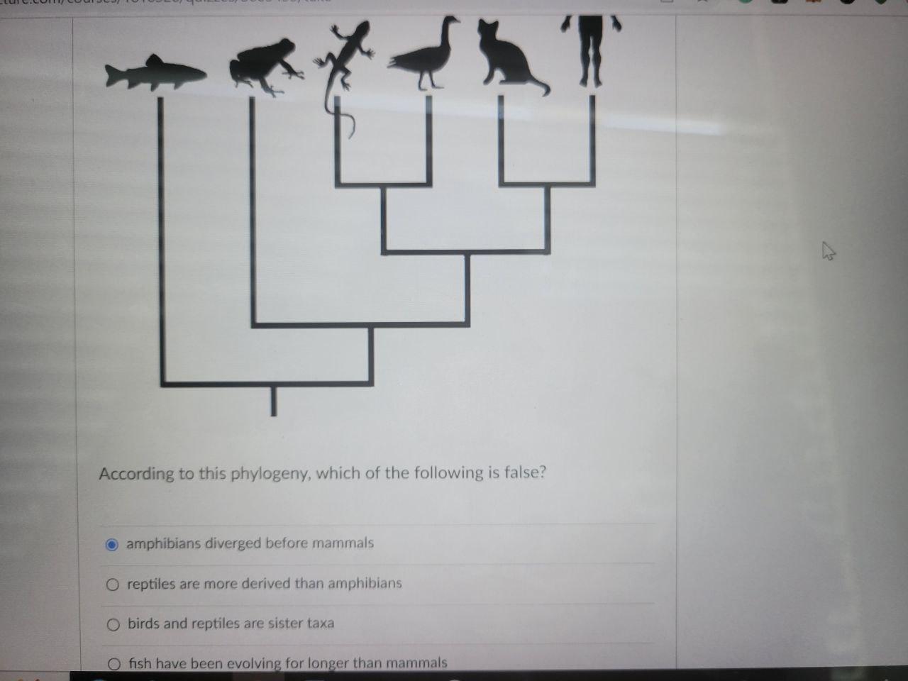 Solved According to this phylogeny, which of the following | Chegg.com