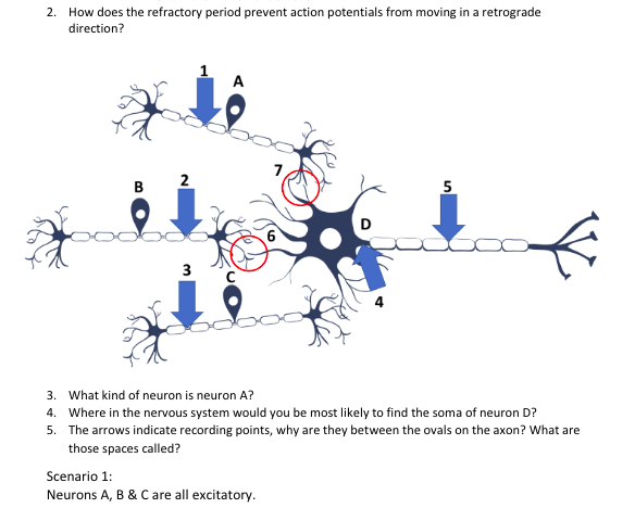 Solved 2. How does the refractory period prevent action | Chegg.com