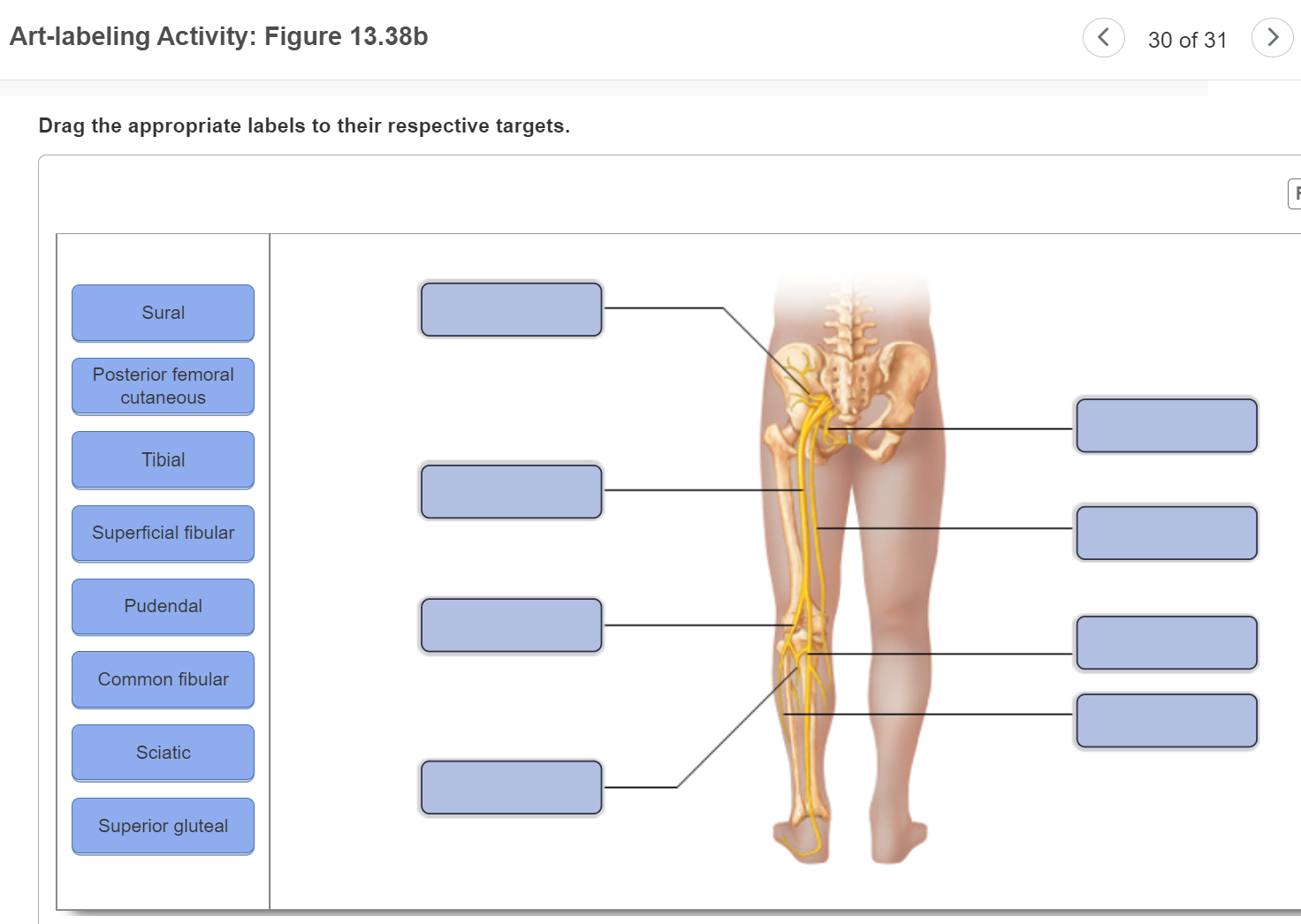 Solved Art-labeling Activity: Figure 13.21b (2 of 2) Drag | Chegg.com