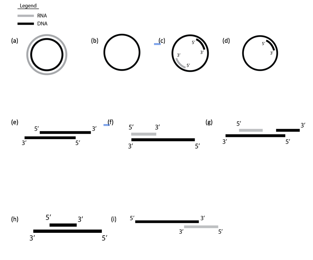 Solved Using your knowledge of the proteins involved in the | Chegg.com