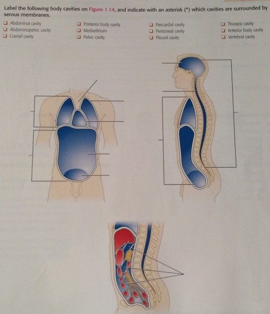 Solved 4 Label the following anatomical regions on Figure | Chegg.com