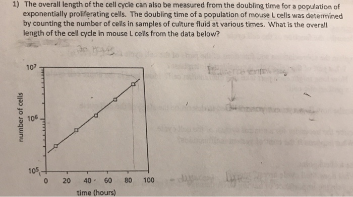 Solved 1) The overall length of the cell cycle can also be | Chegg.com