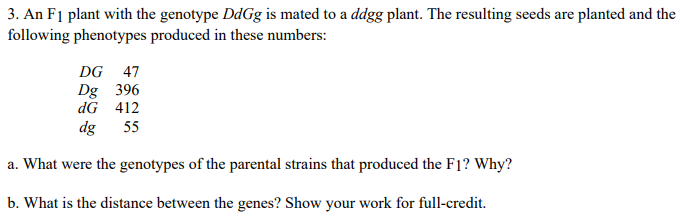 Solved 3. An F1 plant with the genotype DdGg is mated to a | Chegg.com