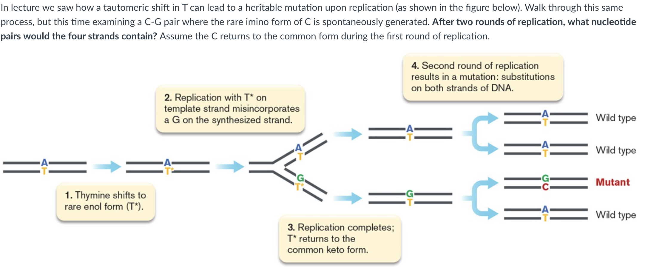 Solved In lecture we saw how a tautomeric shift in T can | Chegg.com