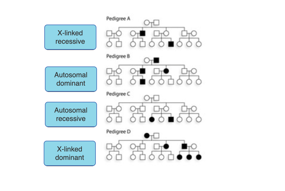 Solved Pedigree A X-linked recessive 다 에 읽어 웅 Pedigree B 다 언 | Chegg.com