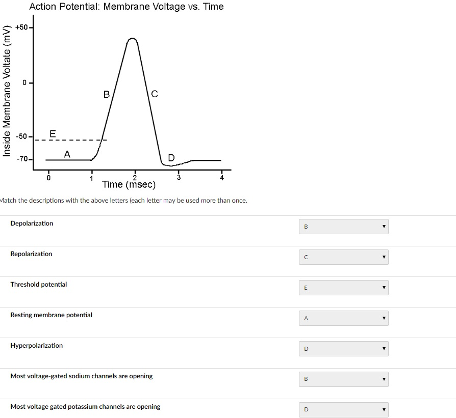 Solved Action Potential: Membrane Voltage vs. Time +50 O -50 | Chegg.com