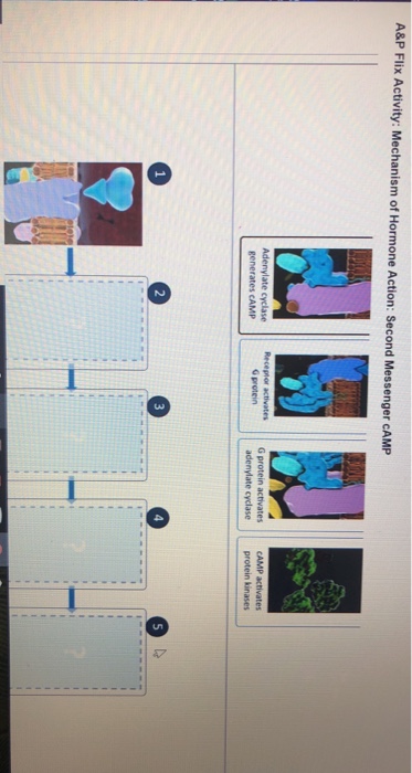 Solved A&P Flix Activity: Mechanism of Hormone Action: | Chegg.com