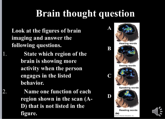 Solved Brain thought question Look at the figures of brain | Chegg.com