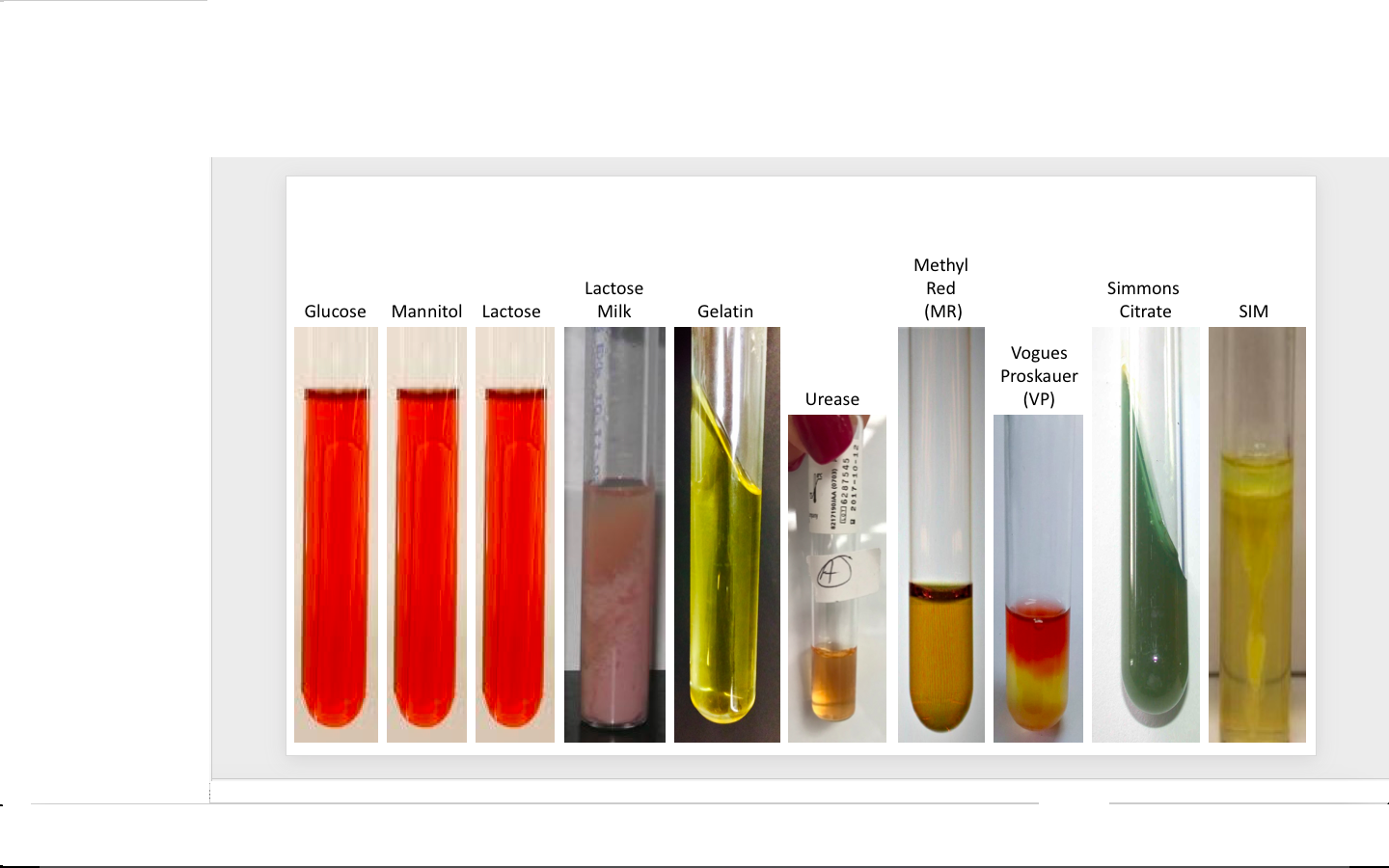 Solved Additional Test Results: Oxidase Negative Catalase | Chegg.com
