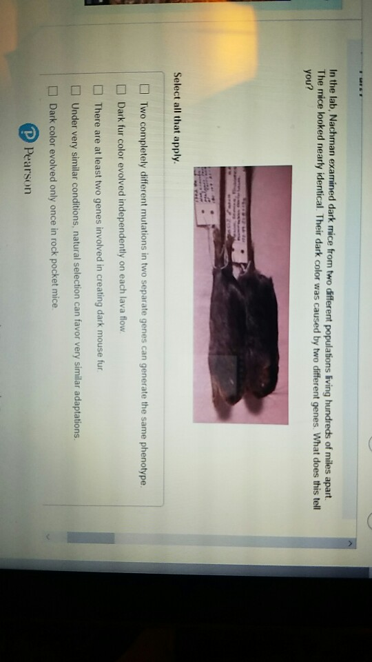 Solved In the lab, Nachman examined dark mice from two | Chegg.com