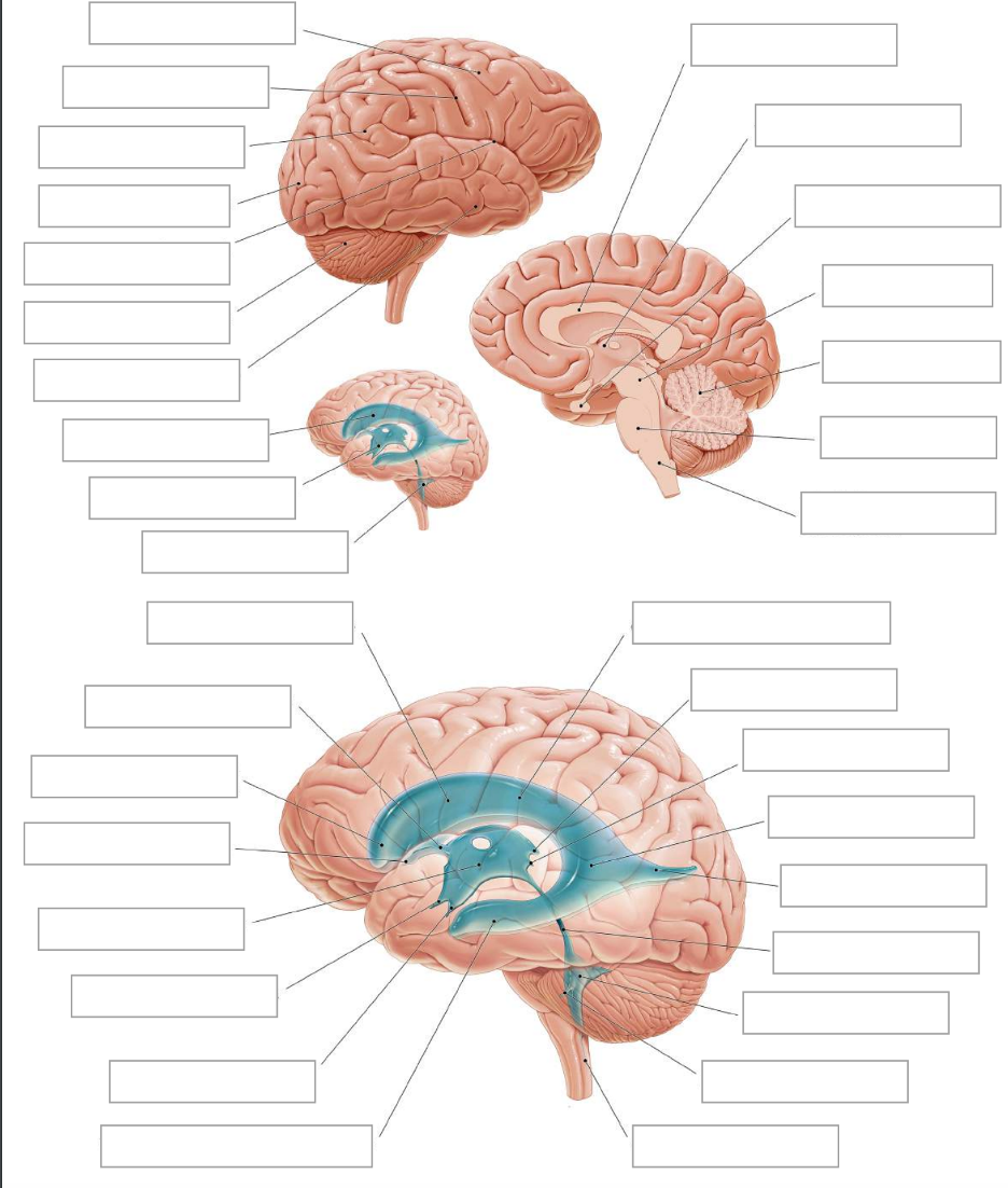 Solved Identifying Brain Structures Please label all the | Chegg.com Solved Identifying Brain Structures Please label all the | Chegg.com
