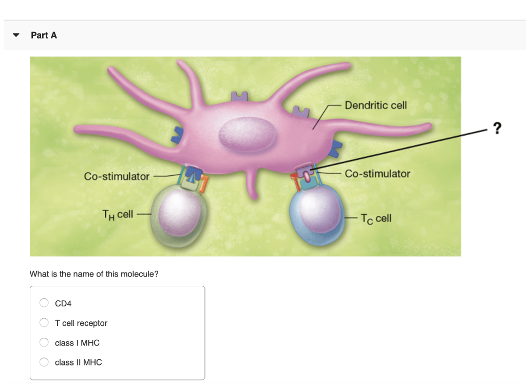 Solved Part A Dendritic cell Co-stimulator Co-stimulator TH | Chegg.com