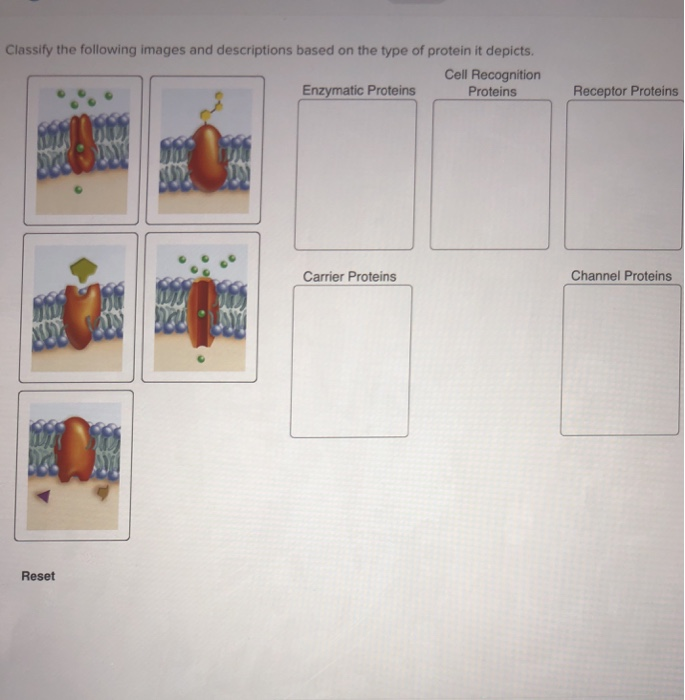 Solved Classify the following images and descriptions based | Chegg.com