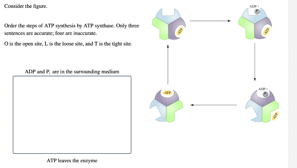 Solved Consider the figure. ADP+ Order the steps of ATP | Chegg.com