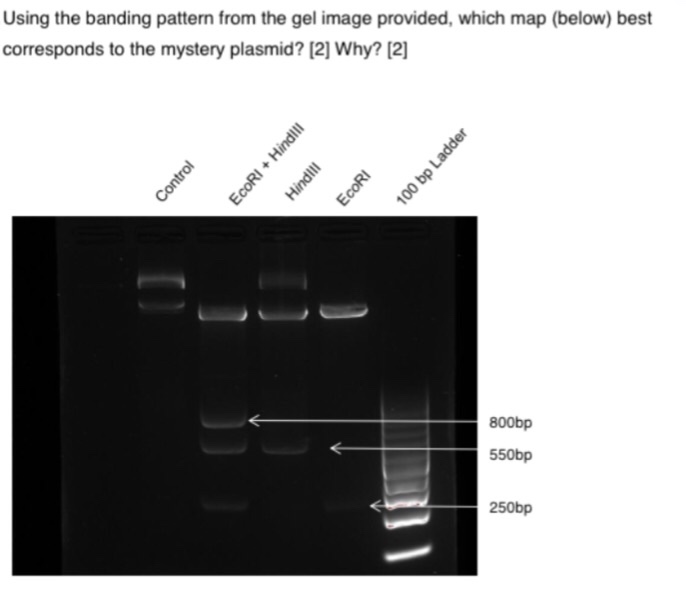 Solved Using the banding pattern from the gel image | Chegg.com