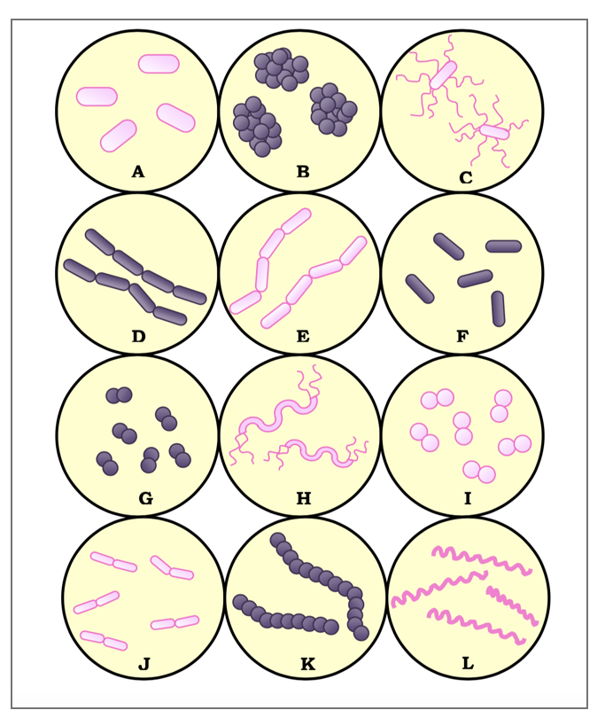 Use the dichotomous key below to identify the 12 | Chegg.com