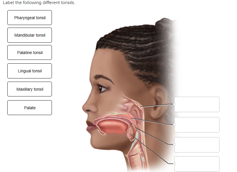 Solved Label the following different tonsils. Pharyngeal | Chegg.com