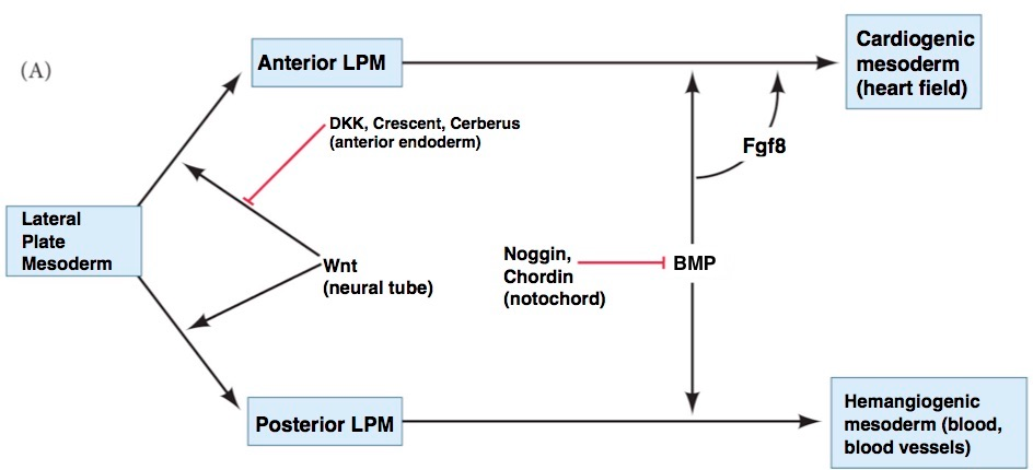 Solved Figure 18.14 (A) depicts the heart-forming region of | Chegg.com