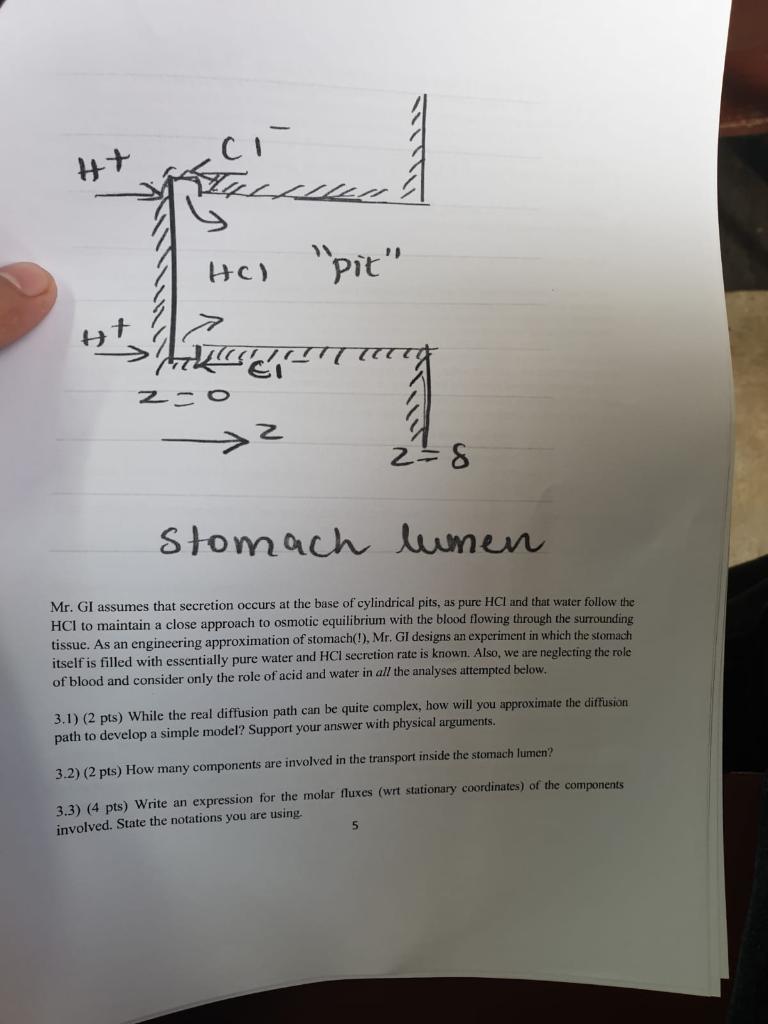 stomach lumen Mr. GI assumes that secretion occurs at | Chegg.com