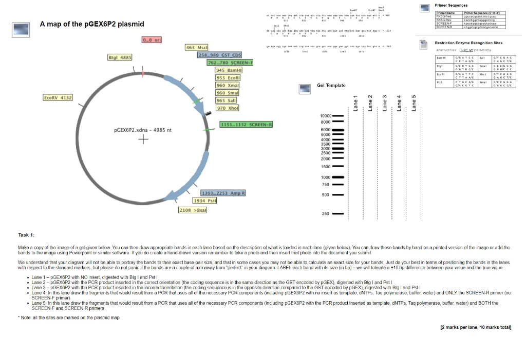 Solved Primer Sequences Amap of the pGEX6P2 plasmid | Chegg.com