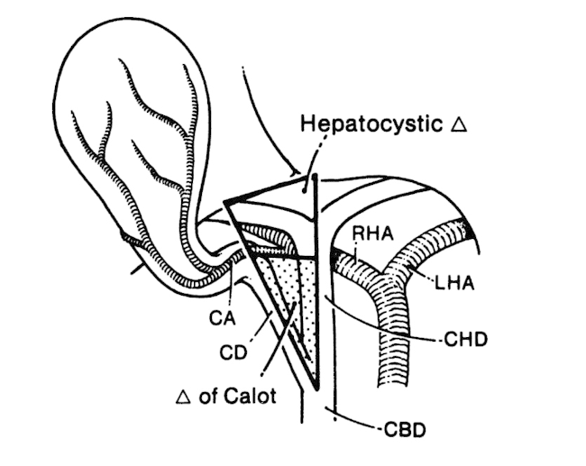 Gallbladder Triangle