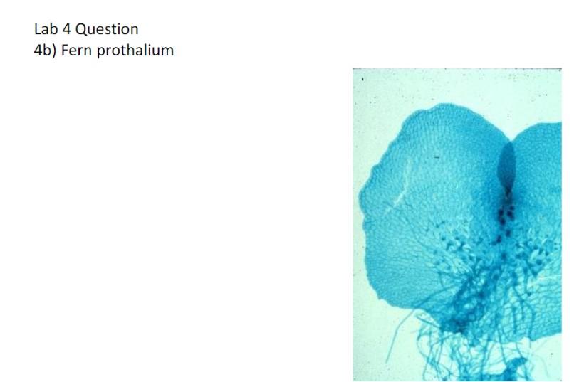 Solved Fern life history. Draw and thoroughly label each of | Chegg.com