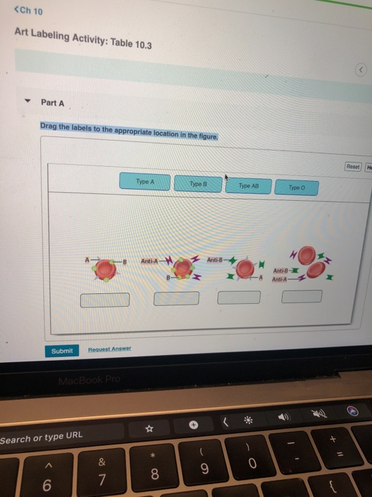 Solved Ch 10 Art Labeling Activity: Table 10.3 Part A Drag | Chegg.com