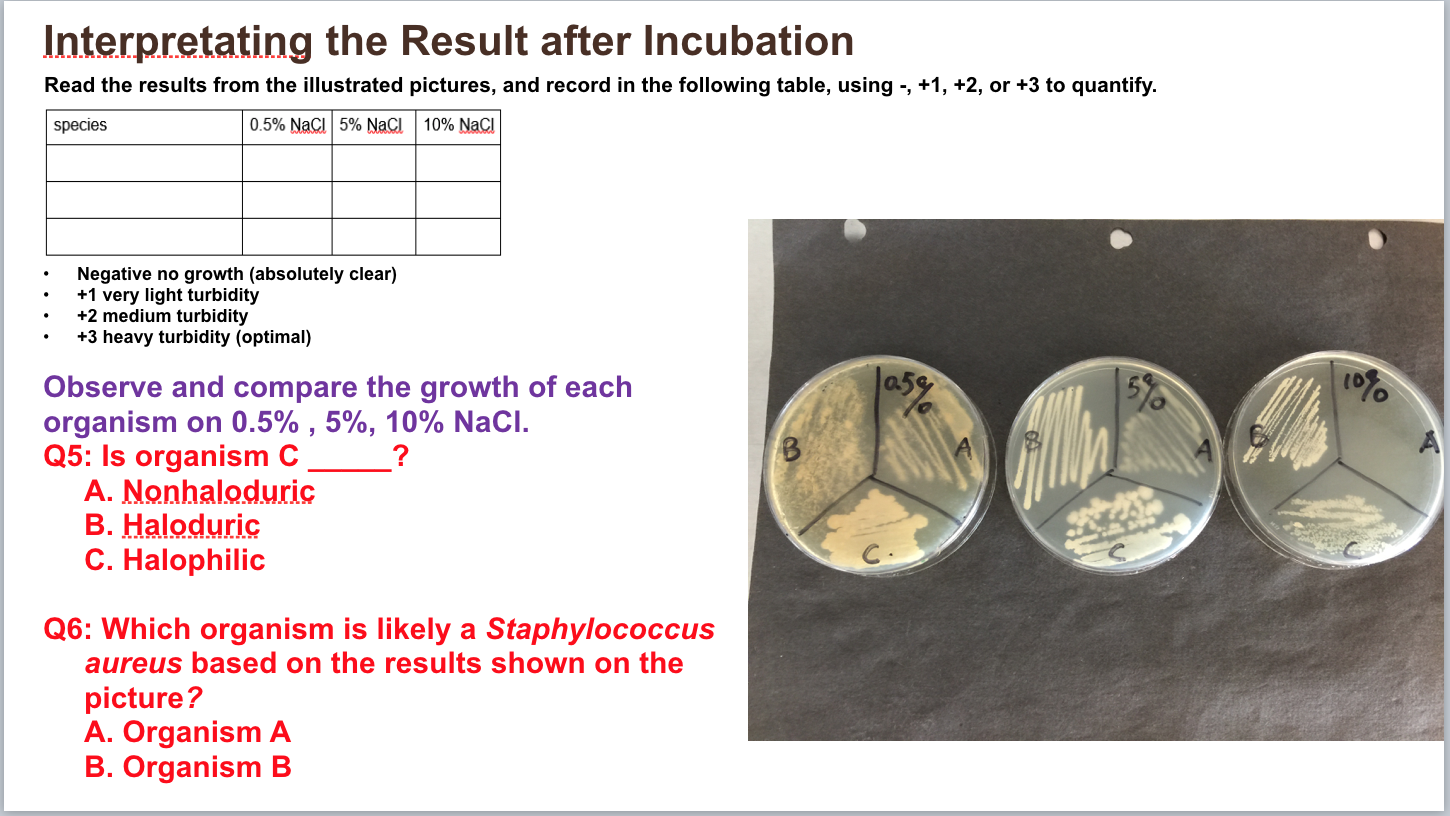 Solved Procedure 3 test Organisms A. Escherichia coli B. | Chegg.com