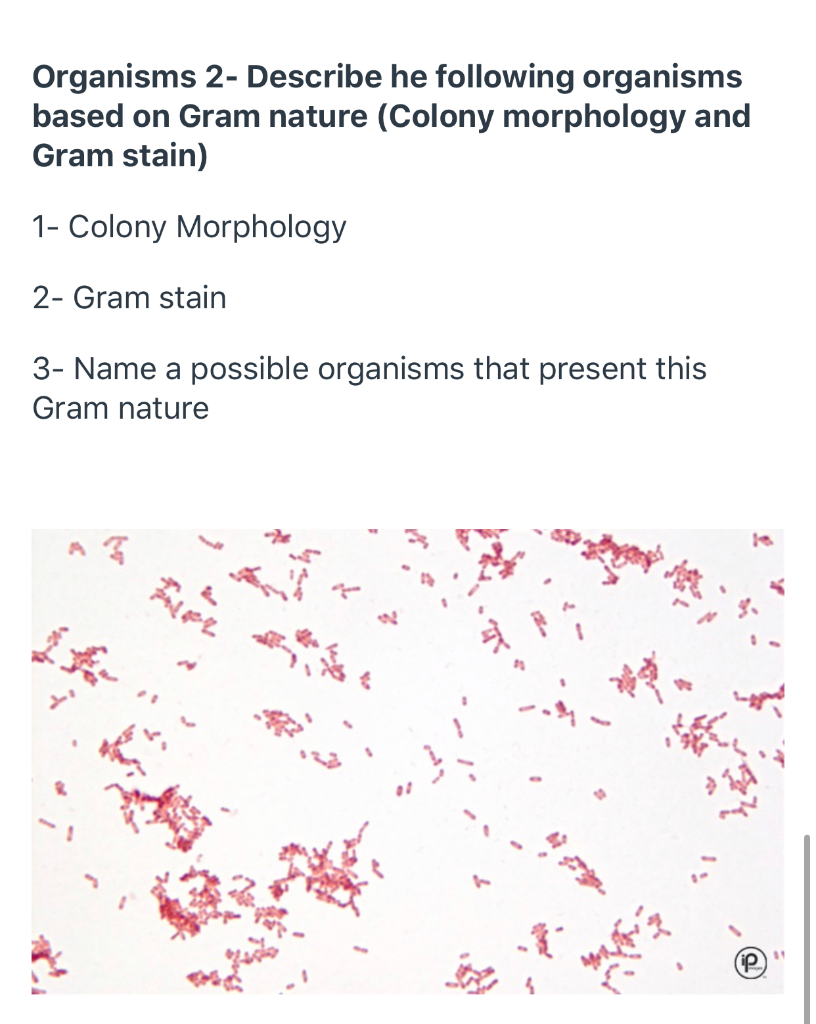 Solved Organisms 1- Describe the GRAM NATURE (Colony | Chegg.com