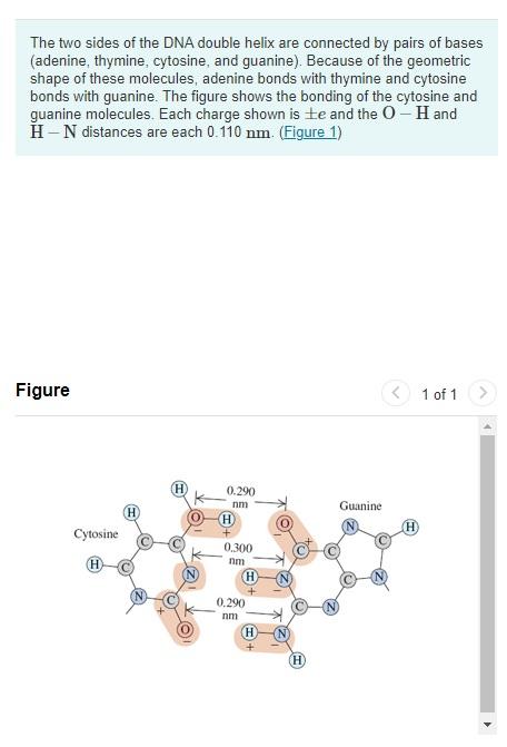 Solved The two sides of the DNA double helix are connected | Chegg.com