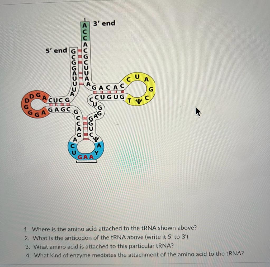 Solved 1. Where is the amino acid attached to the tRNA shown | Chegg.com