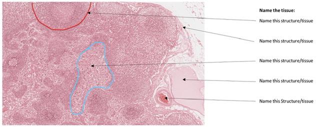 Name the tissue: Name this structure/tissue Name this | Chegg.com