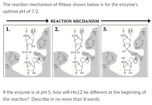 Solved The reaction mechanism of RNase shown below is for | Chegg.com
