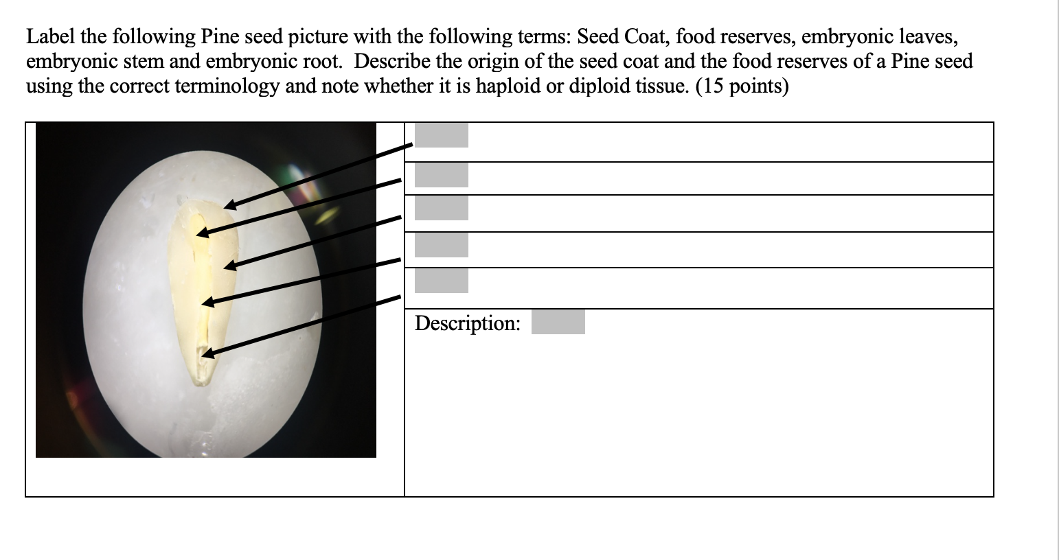 Solved Label the following Pine seed picture with the | Chegg.com