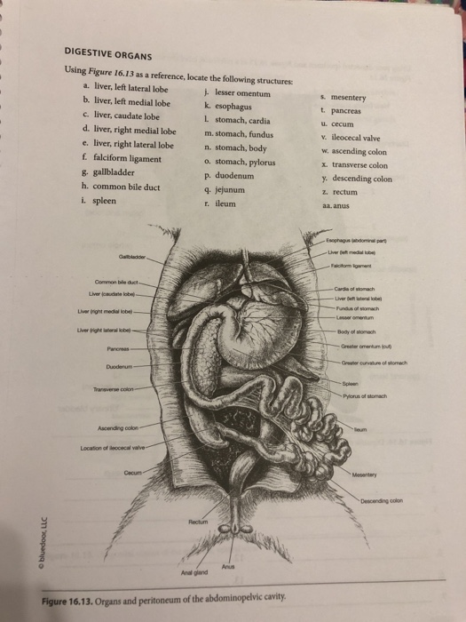 Using your dissected specime Figure 16.14. n and | Chegg.com