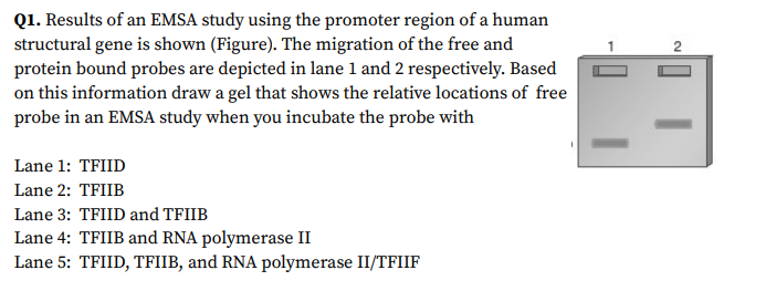 Solved Q1. Results of an EMSA study using the promoter | Chegg.com