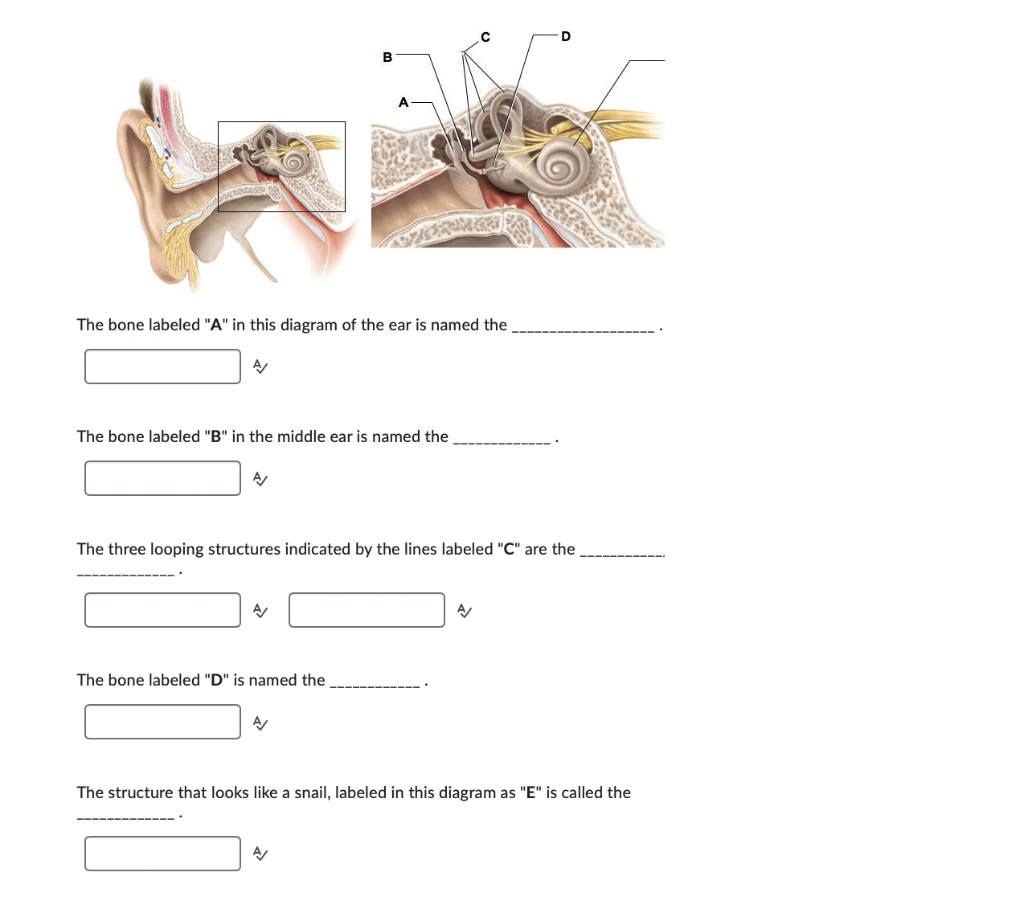 Solved The bone labeled "A" in this diagram of the ear is | Chegg.com
