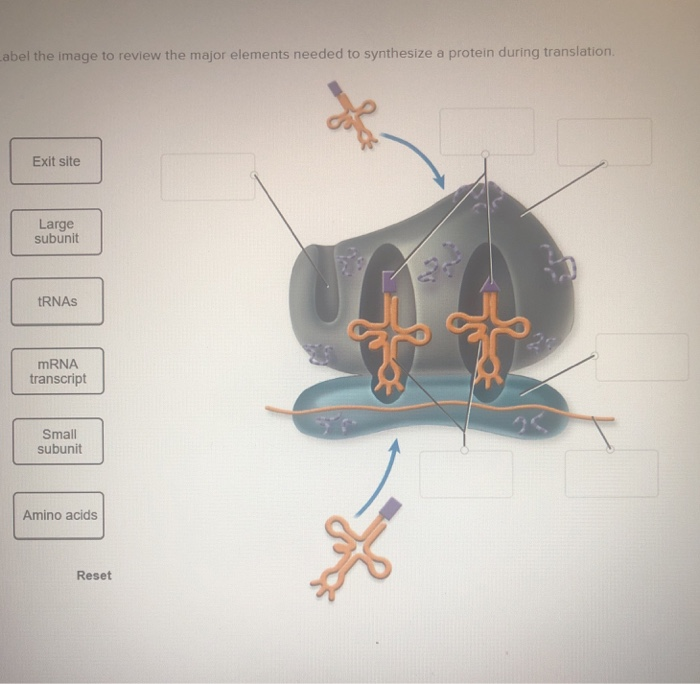 Solved abel the image to review the major elements needed to | Chegg.com
